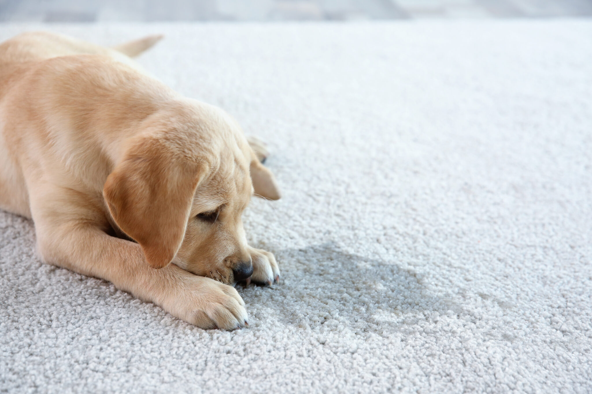Pet-Safe Carpet Cleaning Products: Keep Your Home Clean And Safe For ...